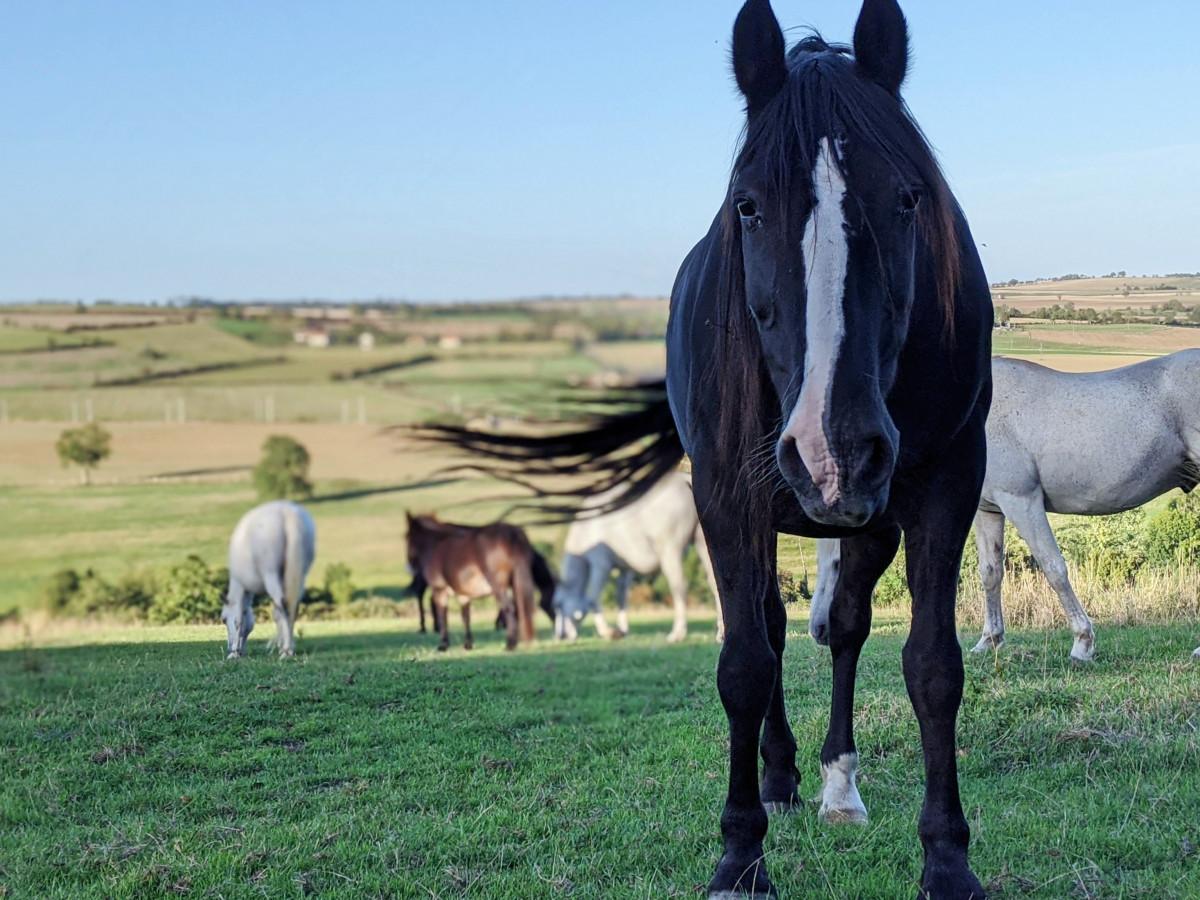 Le bien-être équin : des questions à se poser - Association AVA - Agir ...