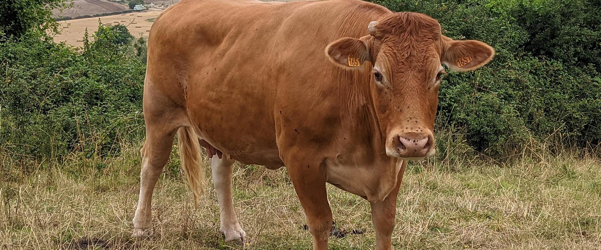 Nos actions - AVA Refuge