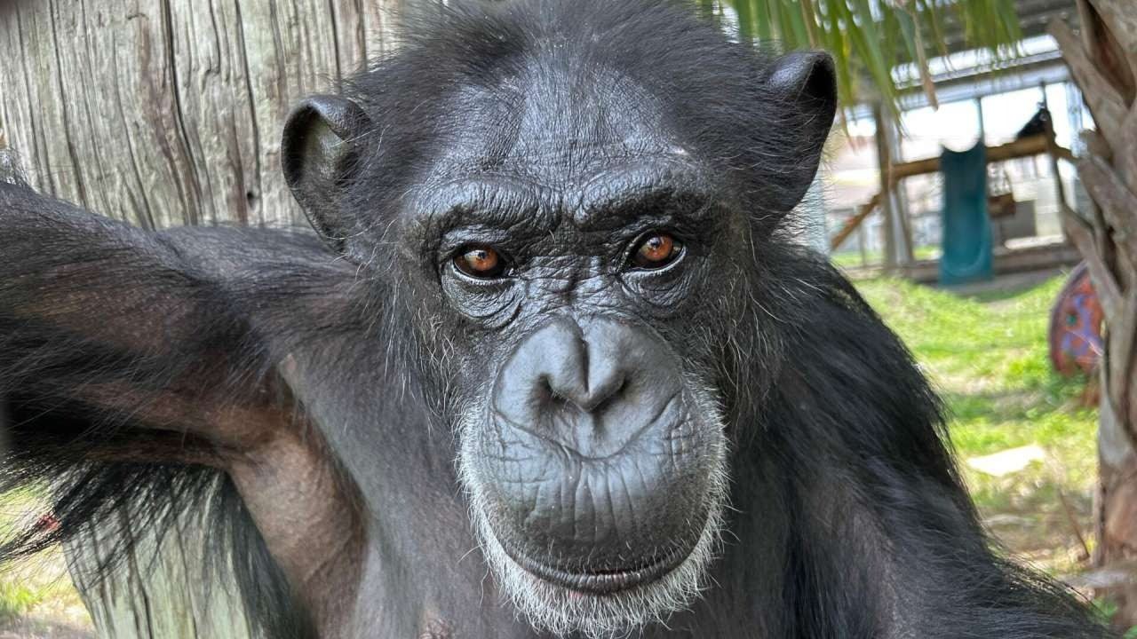 Singe de laboratoire, elle découvre le ciel pour la première fois ...