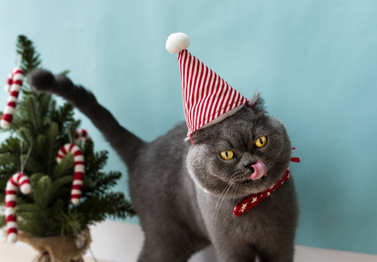 Nos plus belles histoires de Noël - Association AVA - Agir pour la Vie ...