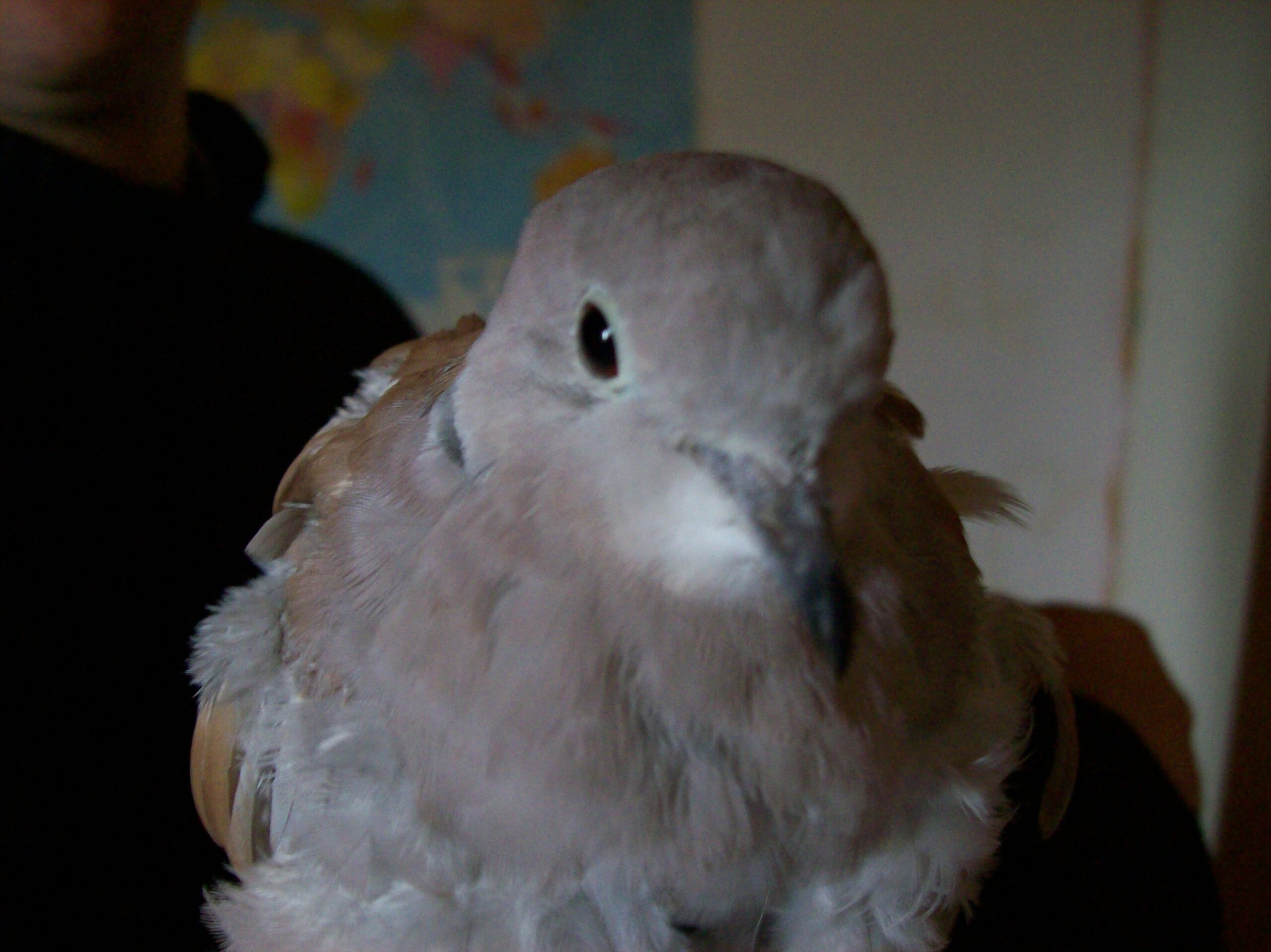 FLOFLO - Association AVA - Agir pour la Vie Animale