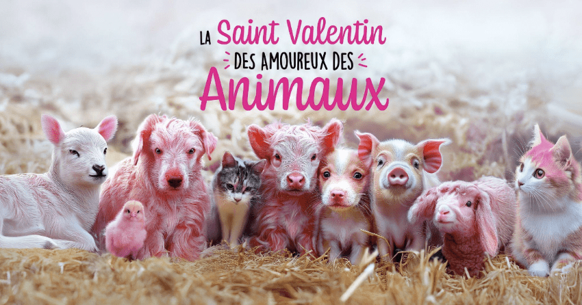 La journée parfaite pour donner de l’amour aux animaux - Association ...